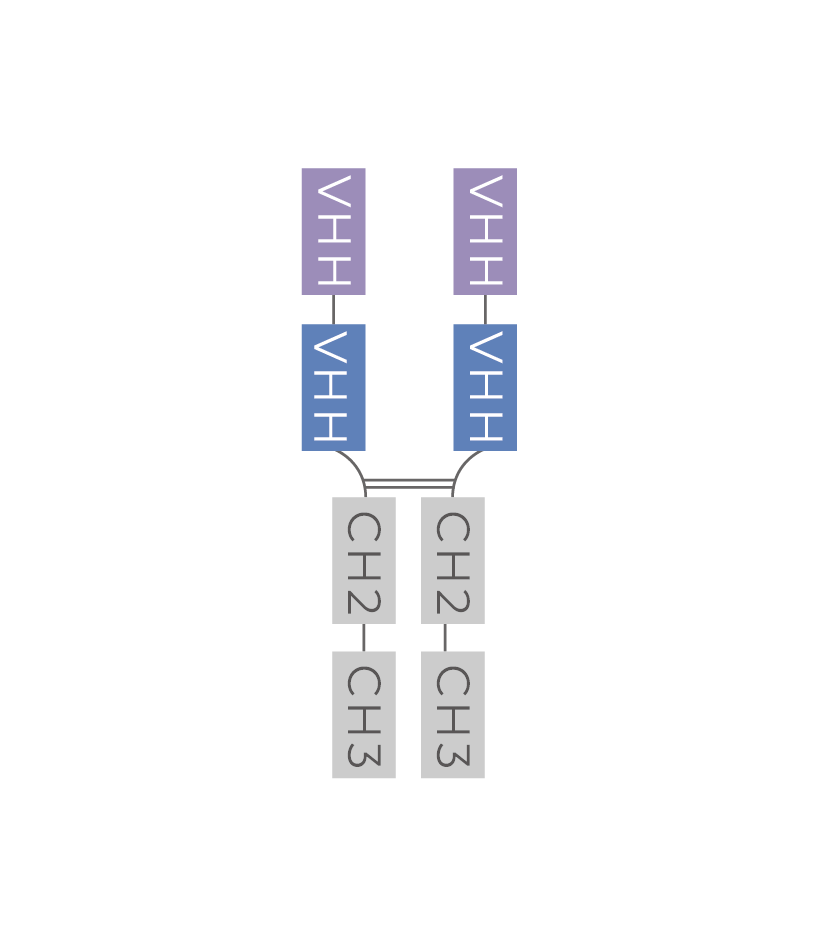 TurboCHO™ Bi-specific Antibody Expression | GenScript