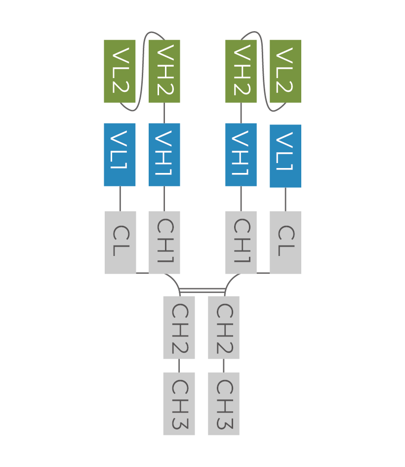 TurboCHO™ Bi-specific Antibody Expression | GenScript