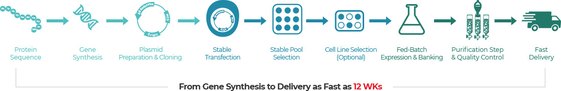 TurboCHO™ Stable Cell Pool & Cell Line | GenScript