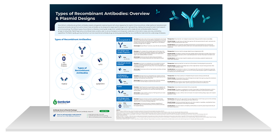 Types of Recombinant Antibodies: Overview & Plasmid Designs| GenScript ...